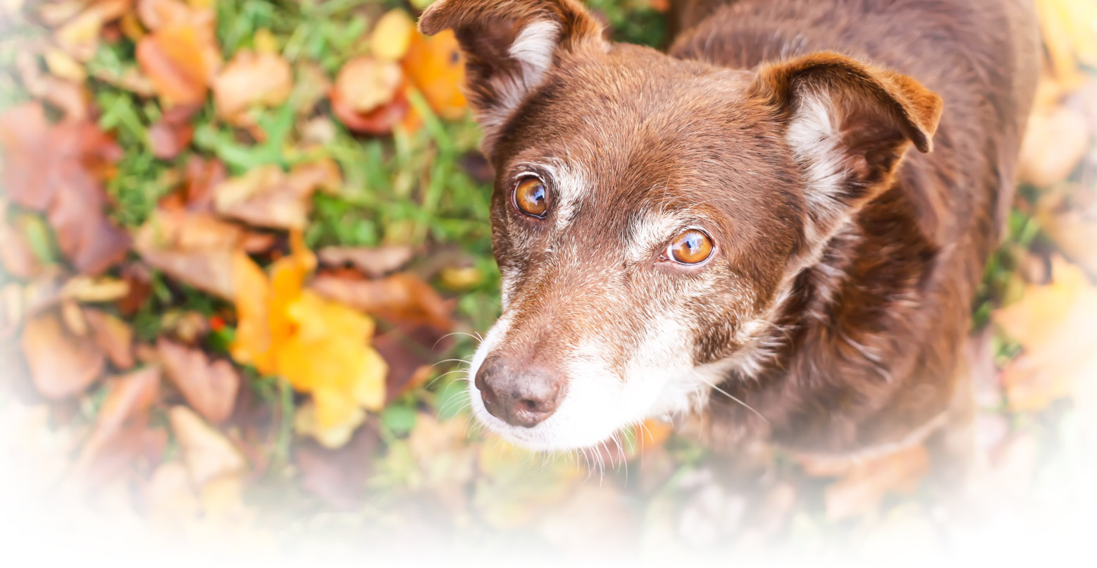 Dogs Available For Adoption - Stanislaus County