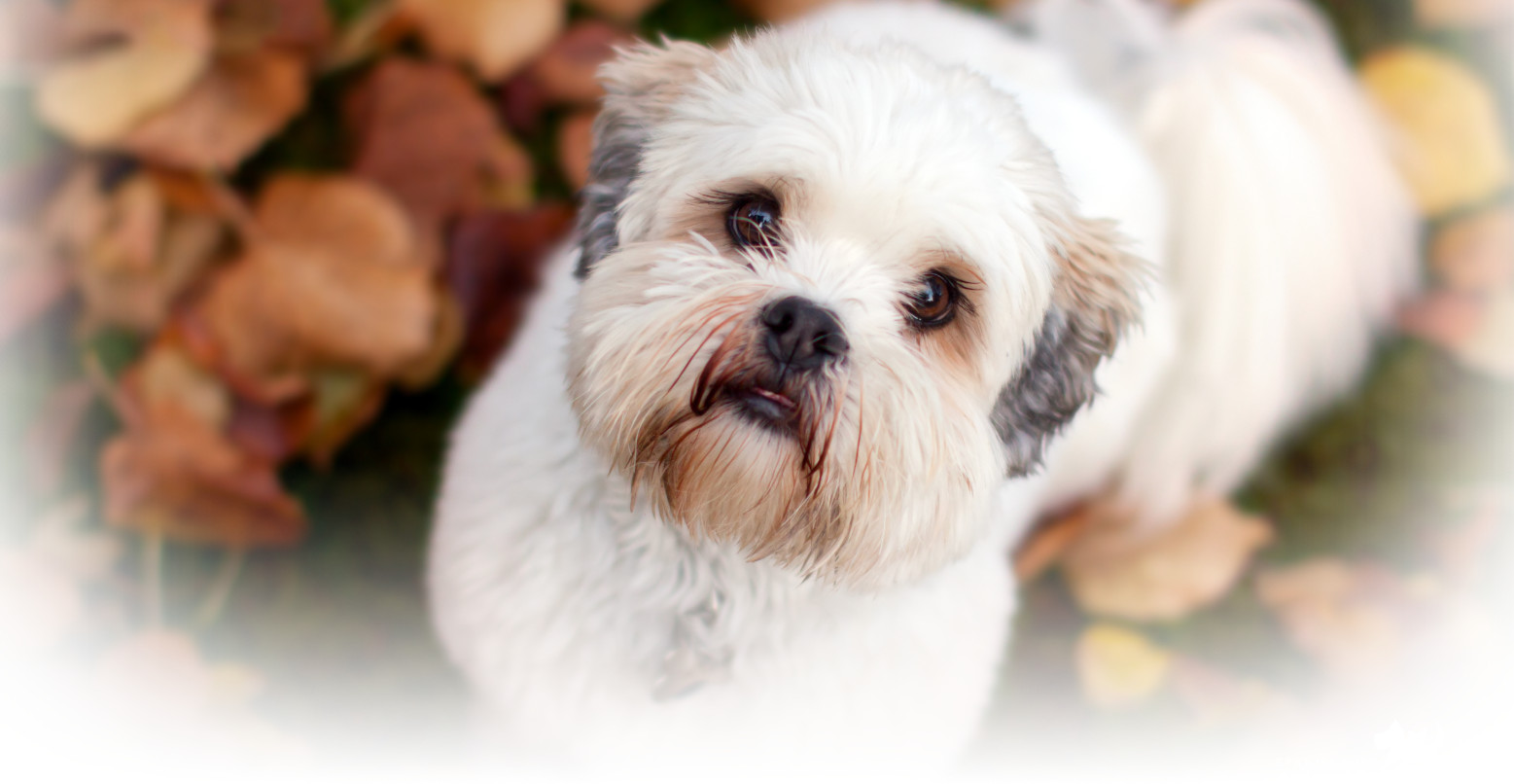 Dogs Available For Adoption - Stanislaus County